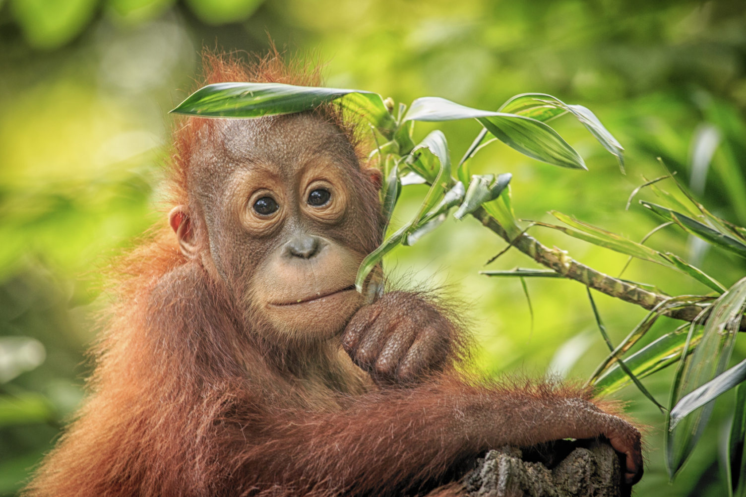 Save The Rainforest! Brain Octane is Palm Oil-Free