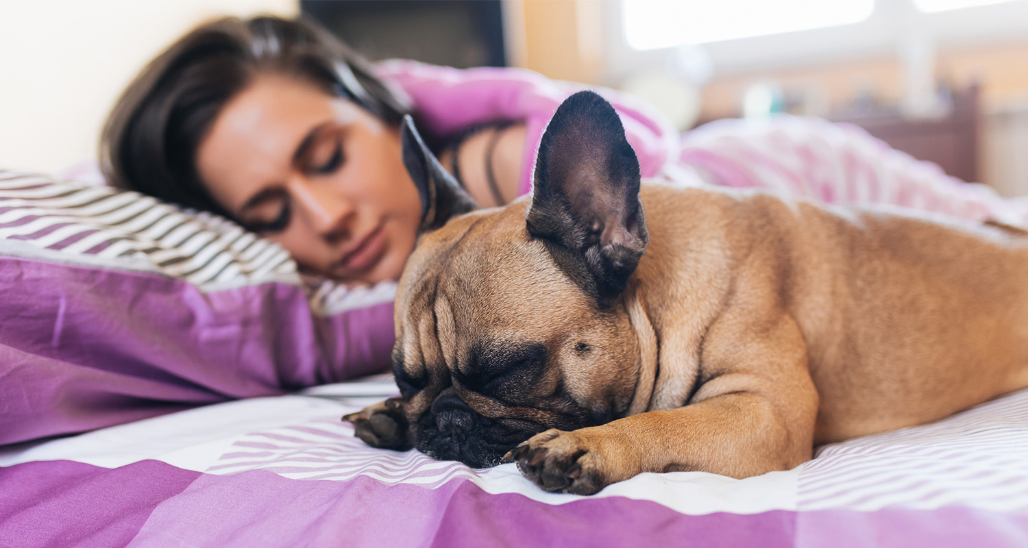 How Fast Can Dogs Fall Asleep