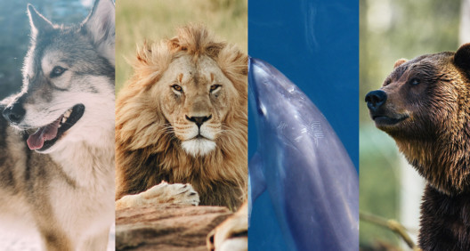 What's Your Sleep Chronotype? Decode Your Circadian Rhythm