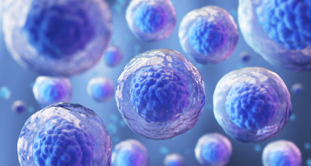 The Immune System in Your Gut: What We Know So Far