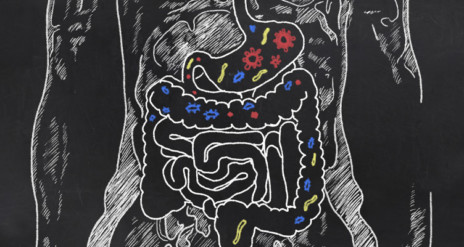 The Immune System in Your Gut: What We Know So Far