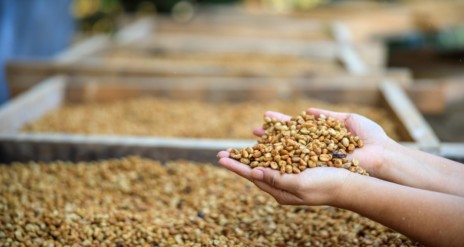 Coffee Anatomy 101: How Are Coffee Beans Made? | Bulletproof
