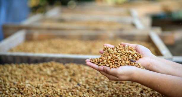 Coffee Anatomy 101: How Are Coffee Beans Made? | Bulletproof