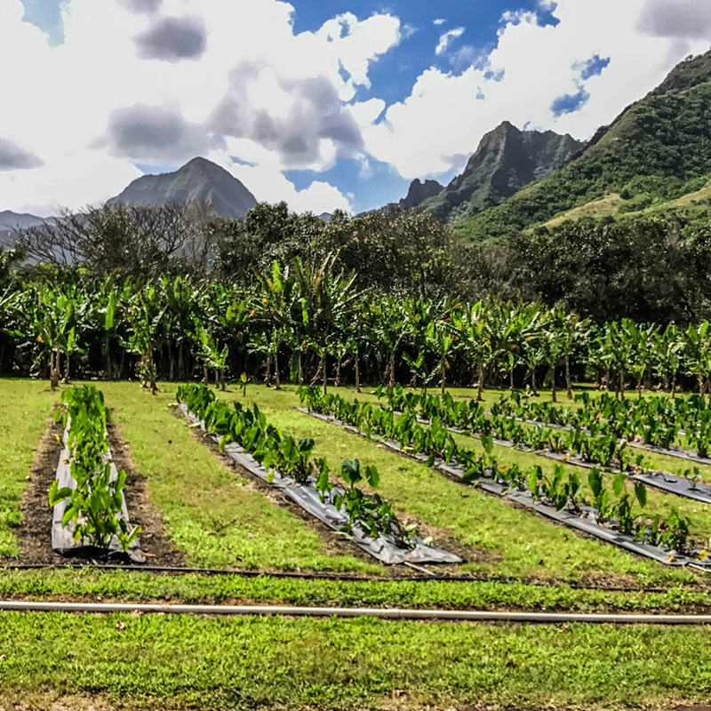 Testing Standards | Bulletproof