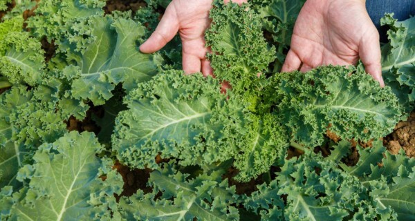 10 Delicious Kale Recipes: How to Prepare Kale + Health Benefits
