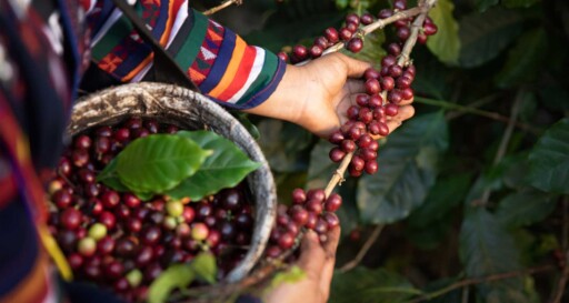 The Science Behind Coffee’s Antioxidants